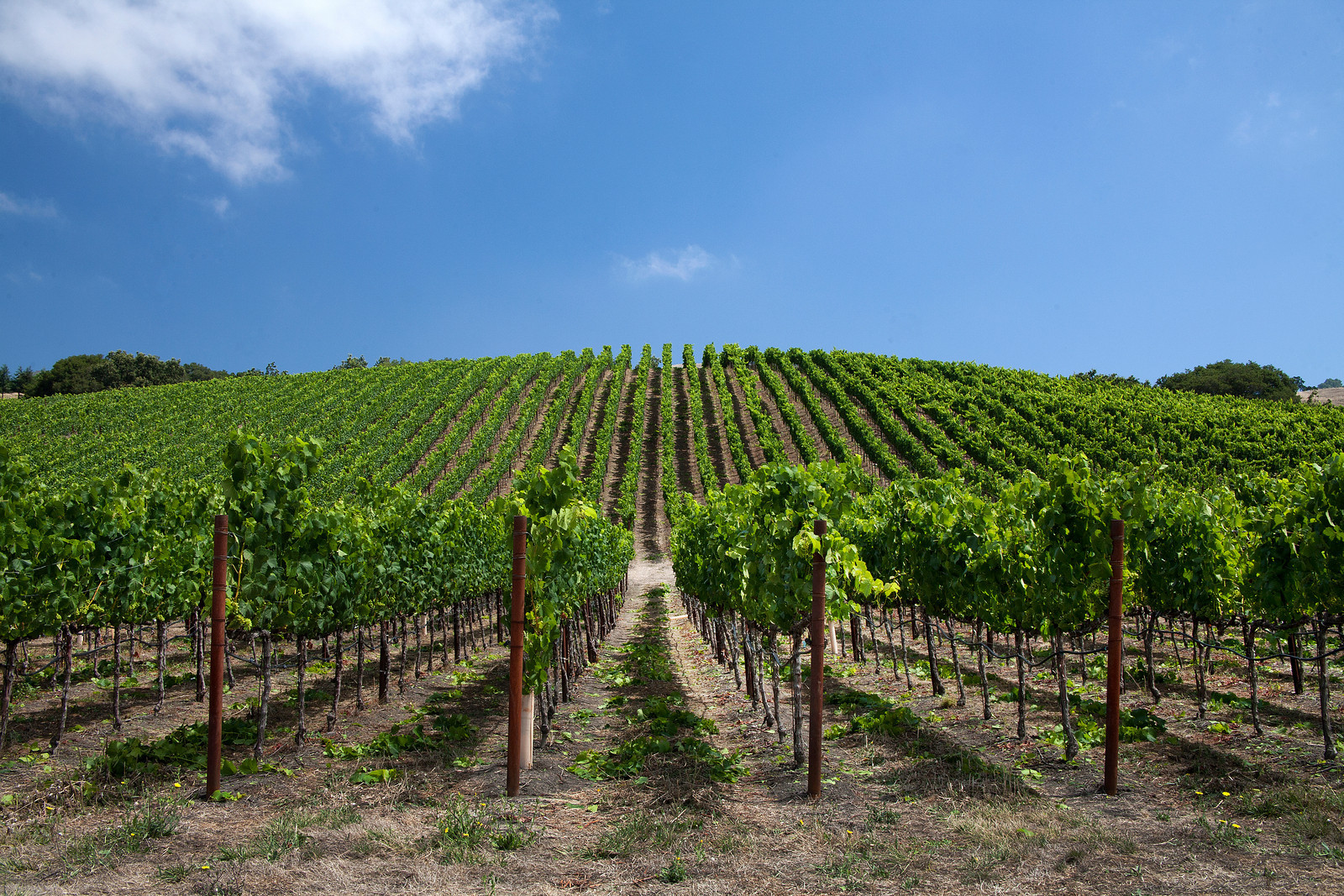 Three Sticks - Global Wineries